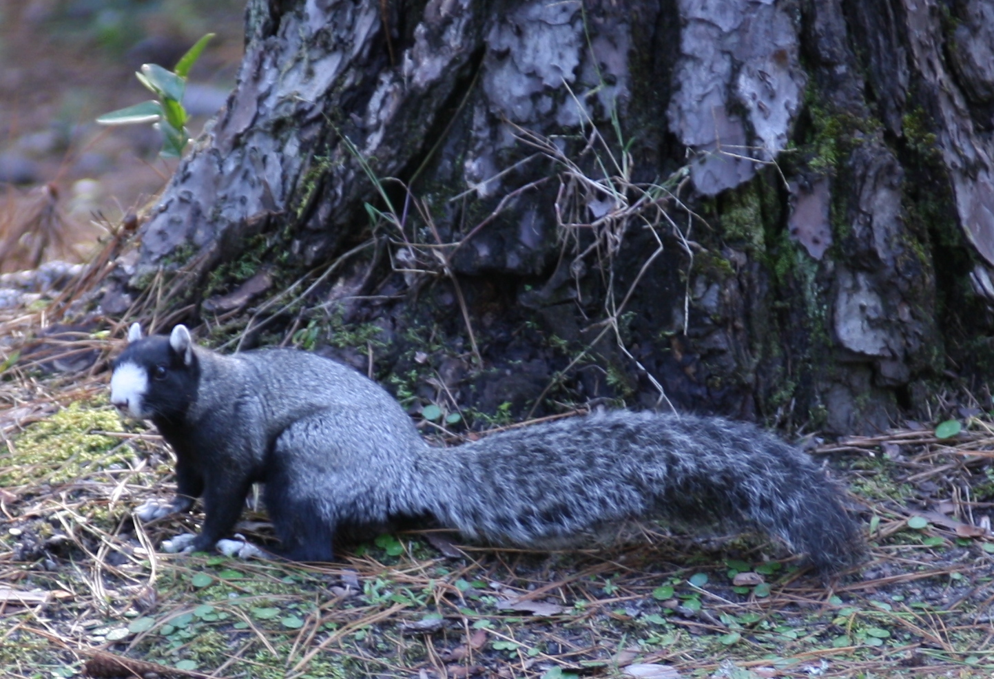 The Road Awaits...: Fox or Squirrel?