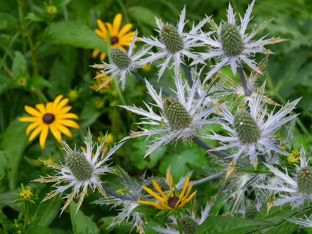 Garten-Impressionen: JELITTO'S GARDEN - HANSE TRIFFT WIEN