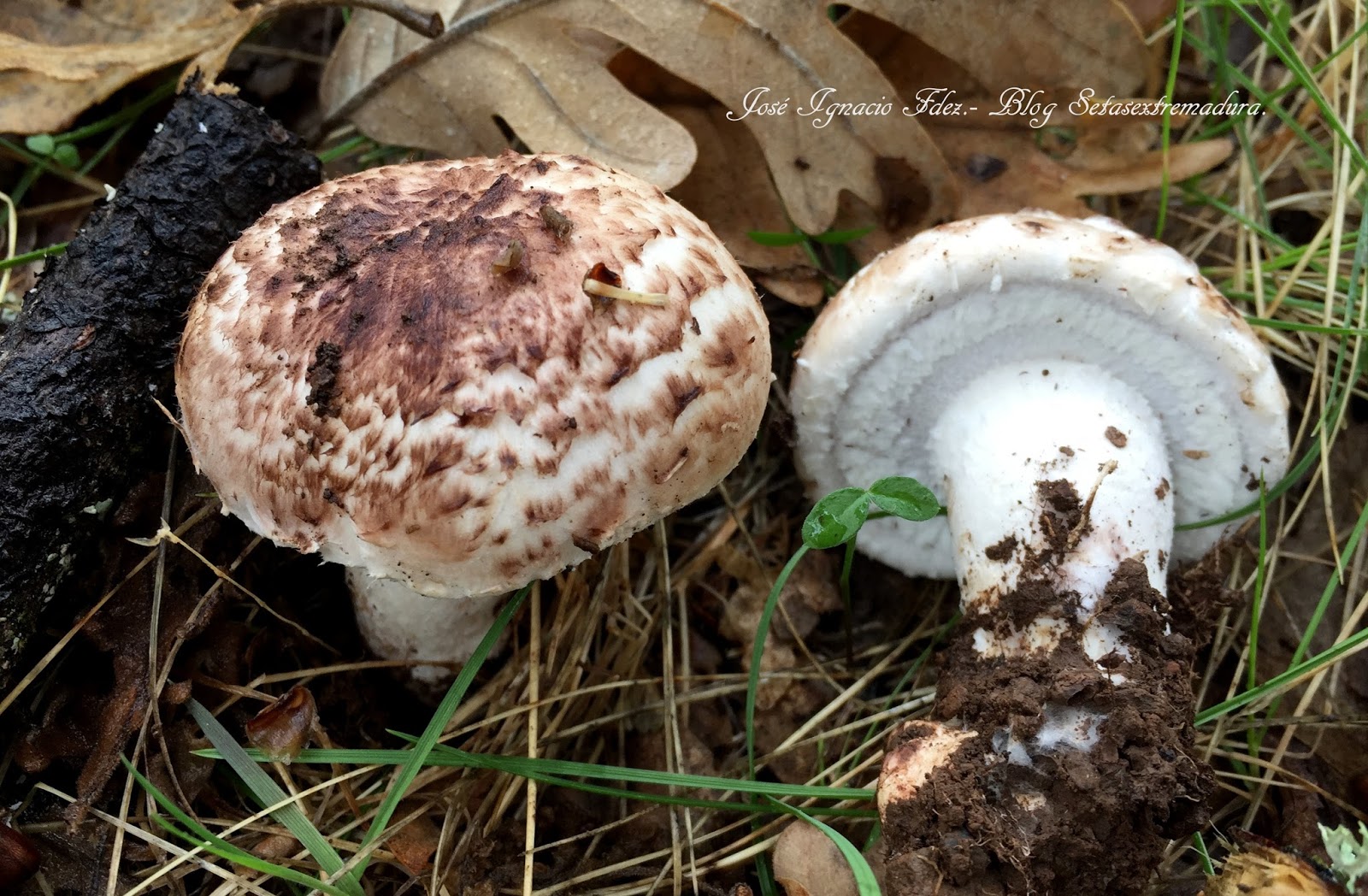 Setas Extremadura : Agaricus impudicus