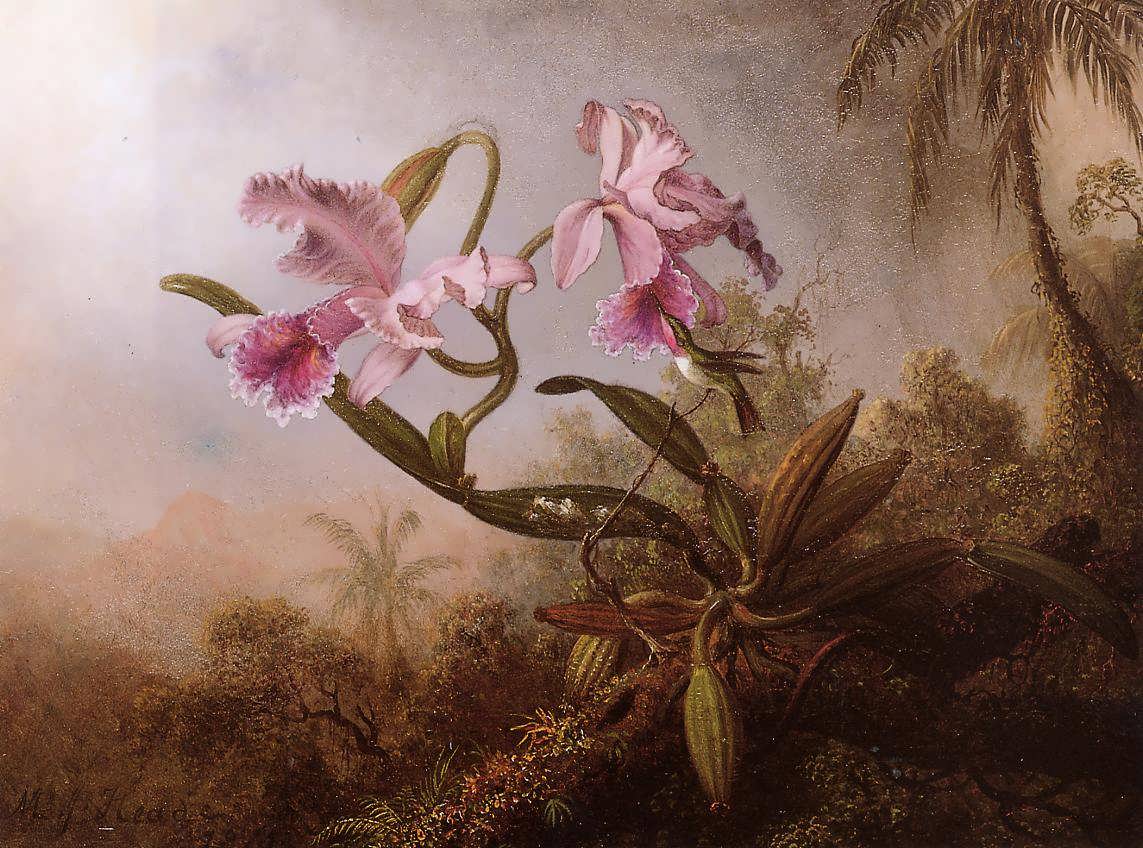 TROPICALIZER: Martin Johnson Heade // Orchids and Hummingbirds