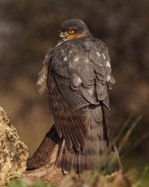 Pasión por las aves: Gavilán común.(Accipiter nisus)