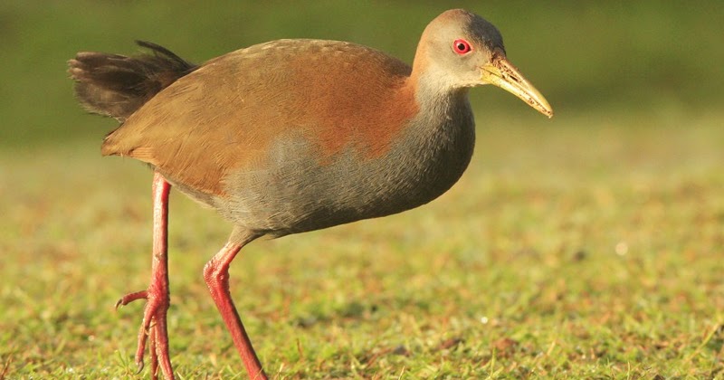 Aves de Argentina: Saracura (Aramides saracura)
