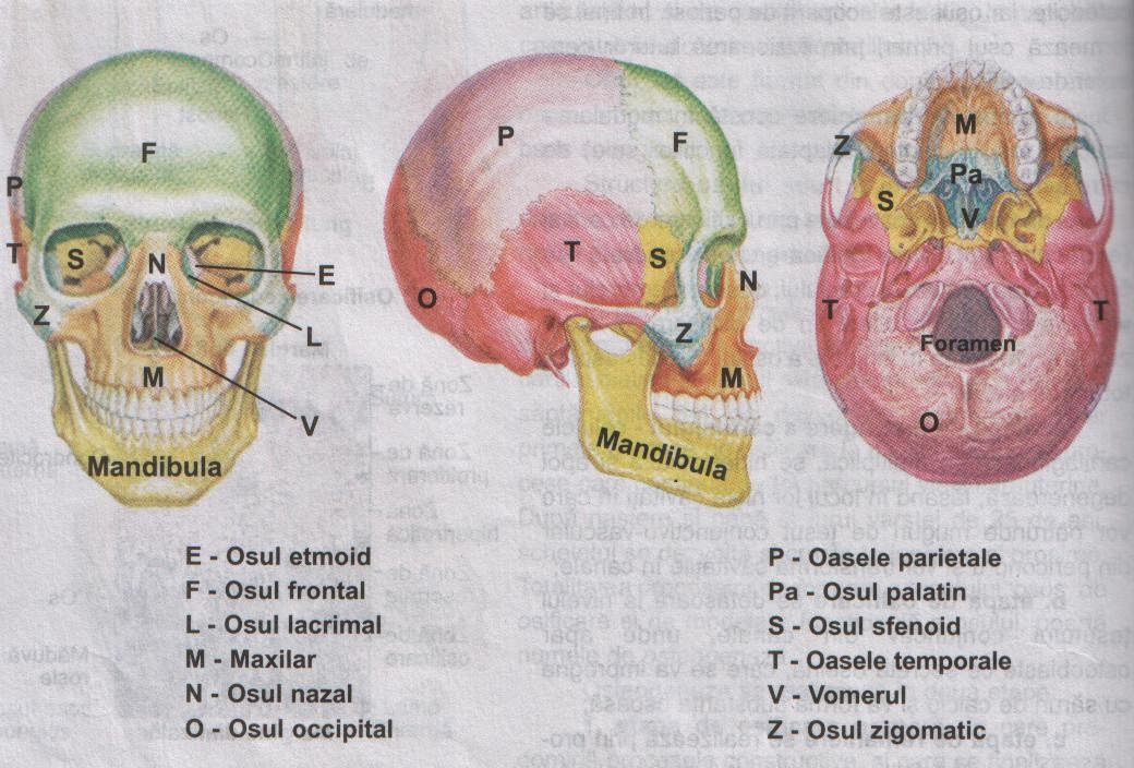 BIOLOGIE CUZA BRAILA: Sistemul osos