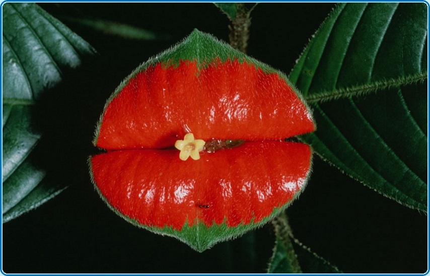 FLORA & FAUNA: Psychotria Elata