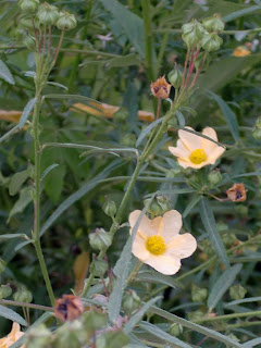 Arbustos: Afata - Escoba dura