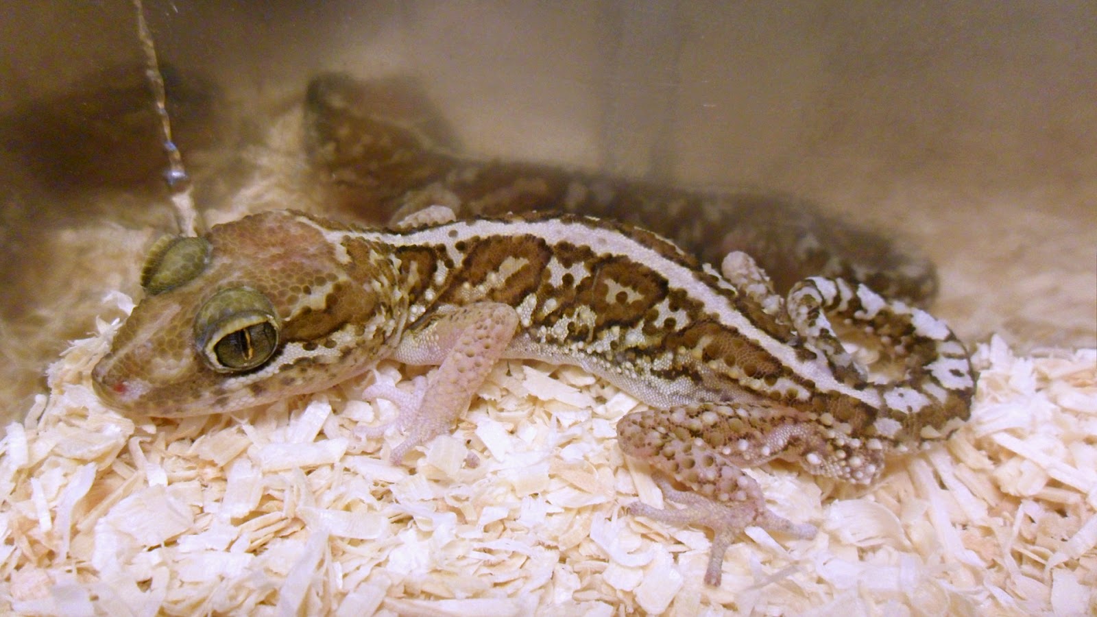 The Gecko Zone : The Panther Gecko