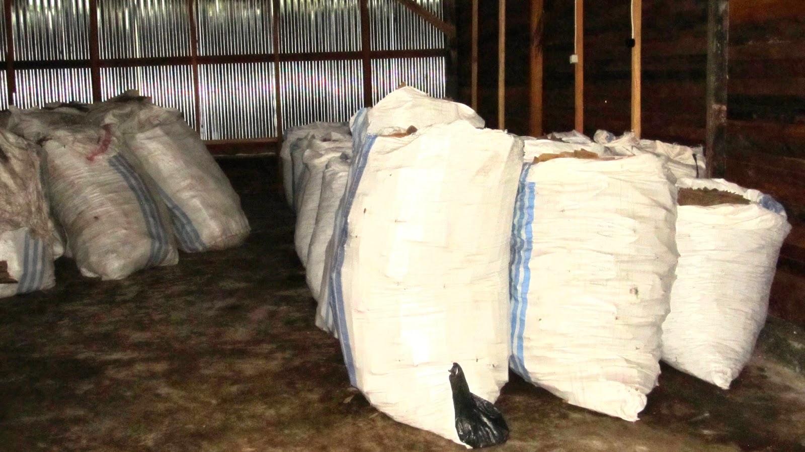 Ransun Group: Kulit Kayu Massoia (Masohi, Mesoyi)