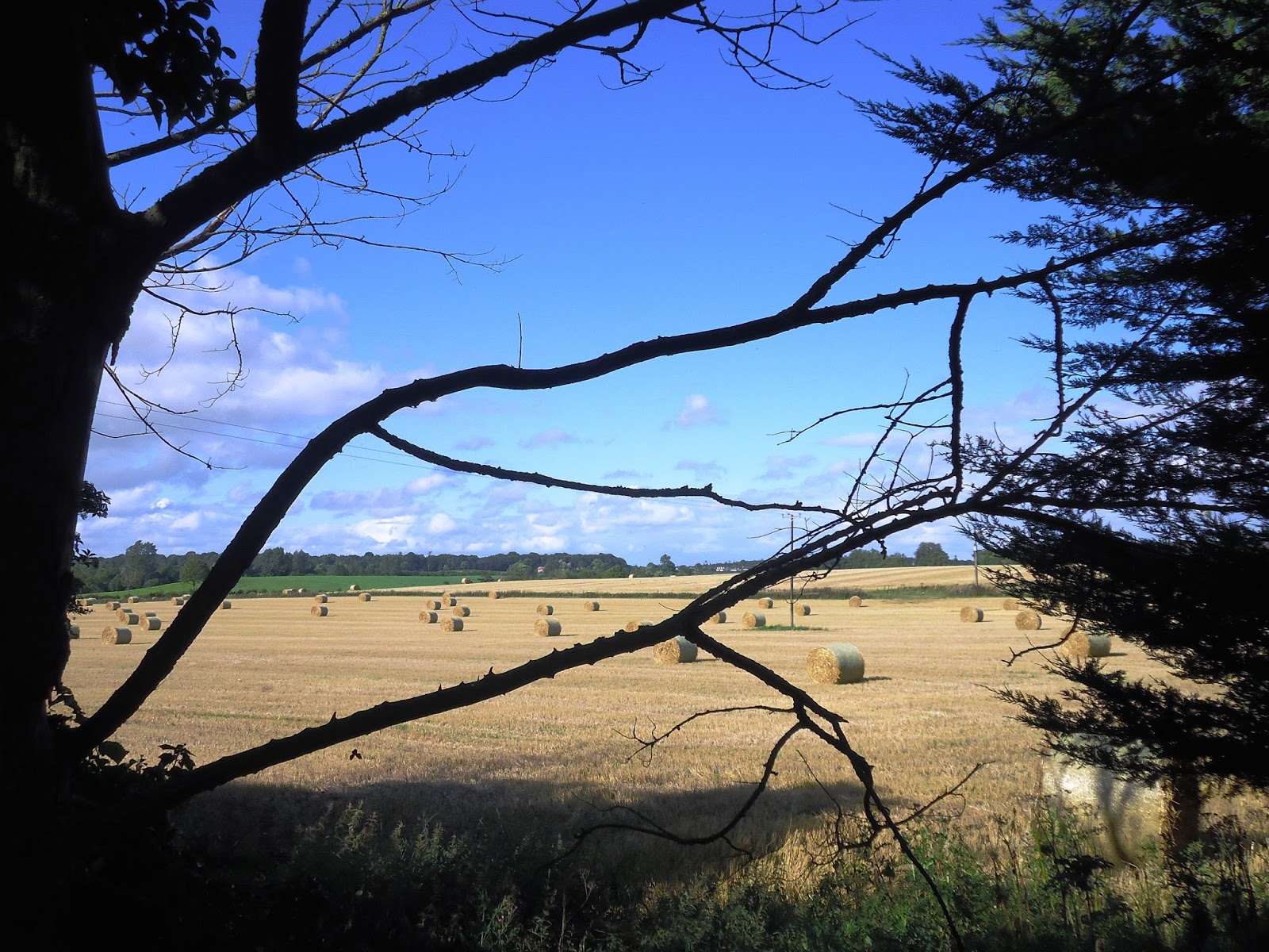 Patrick Comerford: Enjoying the autumn colours of the mid-August harvest