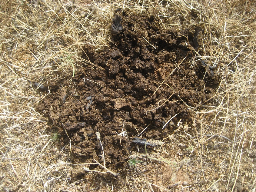 Ochre Archives: Dung Beetles Now Active In Cattle Manure