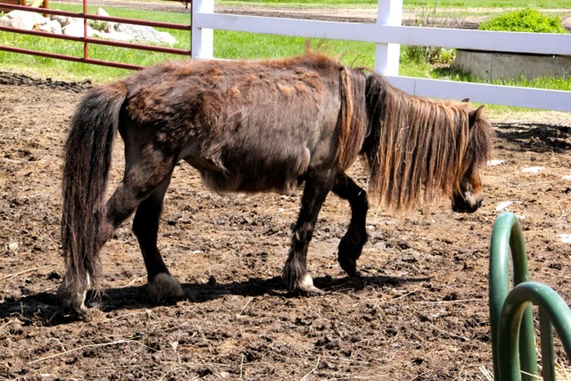 Red Lake Rosie's Rescue: Miniature horses