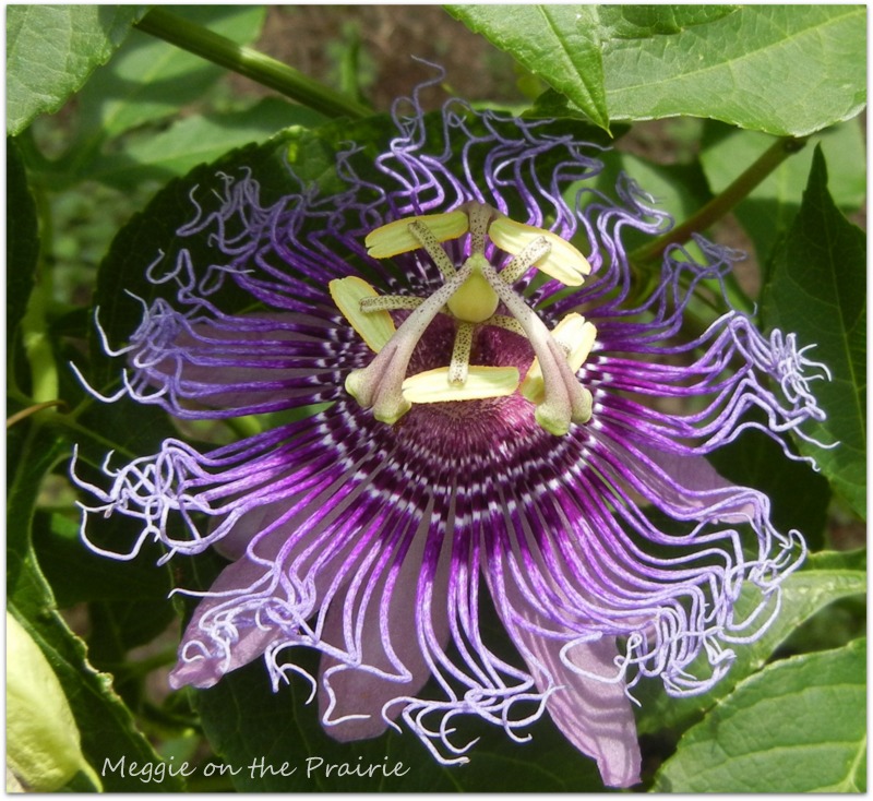 Meggie On The Prairie Symbolism In The Passion Flower