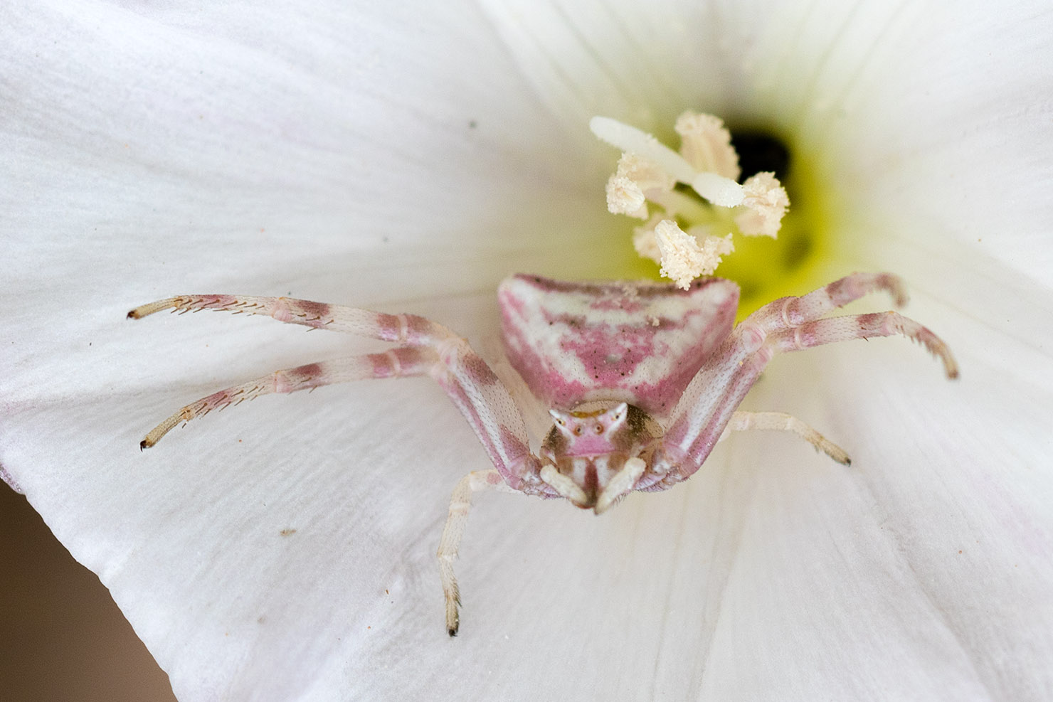 Natural de Rota: Thomisus onustus