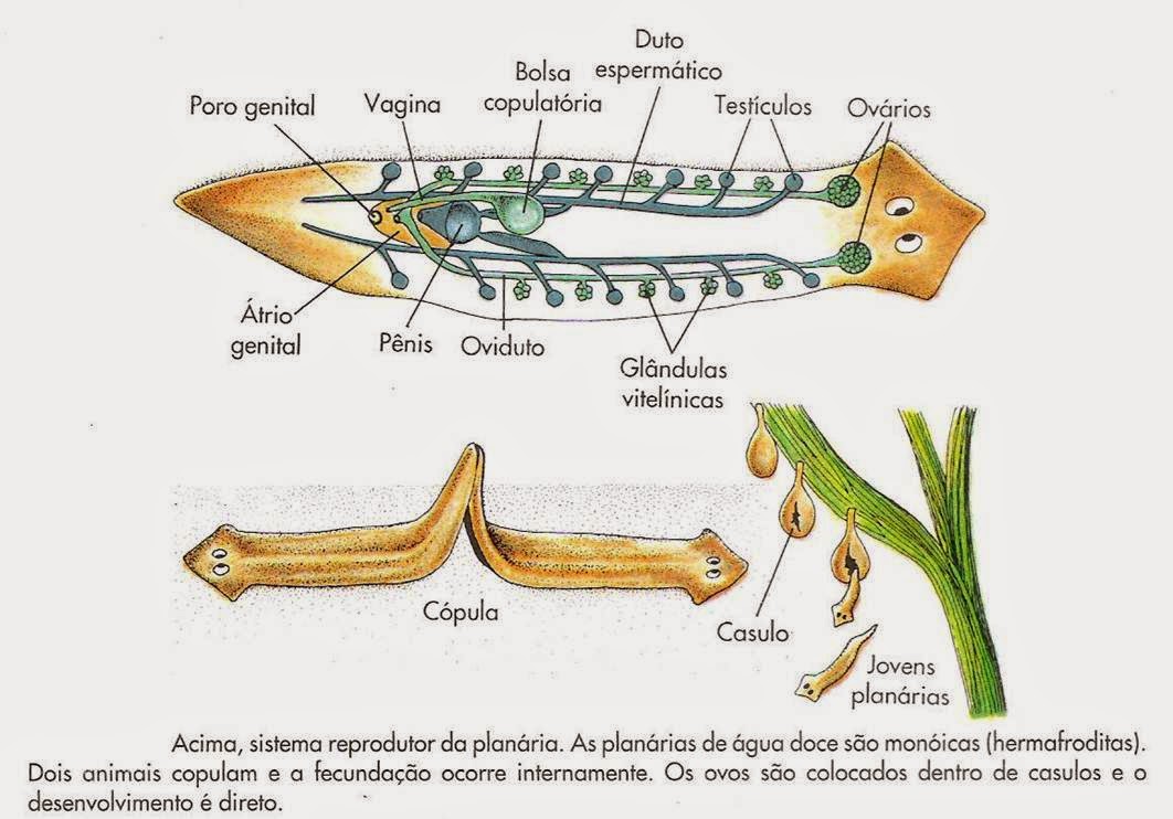 Biologia do 2º Ano: Filo Platyhelmintes