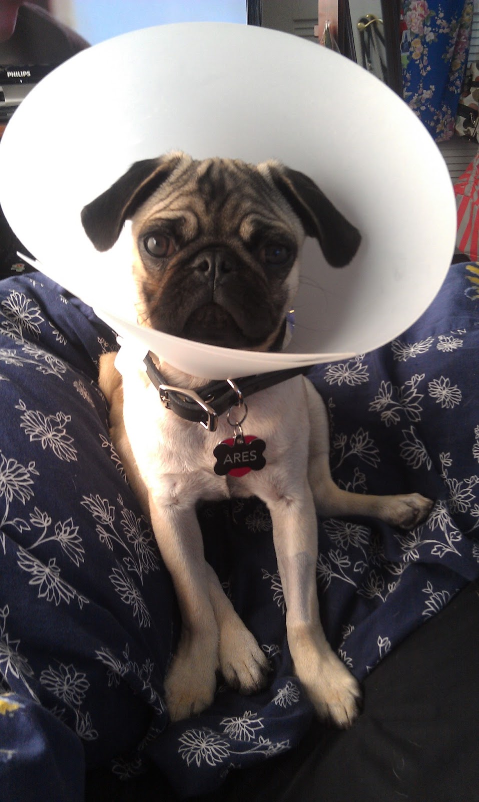 two spoiled pugs: I don't know nothin' 'bout birthin' babies