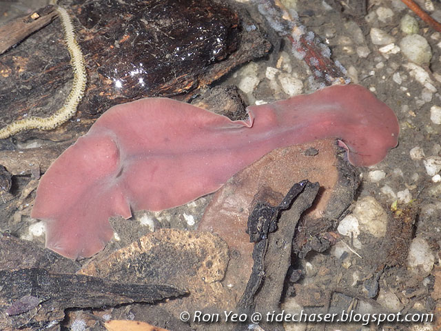 tHE tiDE cHAsER: Flatworms (Phylum Platyhelminthes) of Singapore
