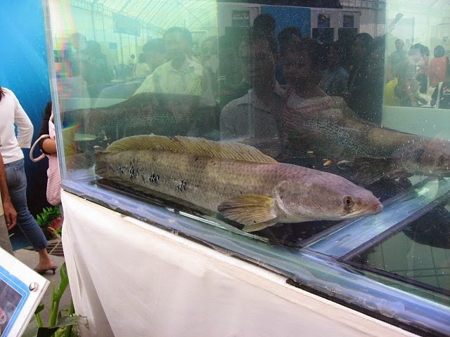 Mahamaya Hiko: Jenis jenis snakehead fish (Channidae family)