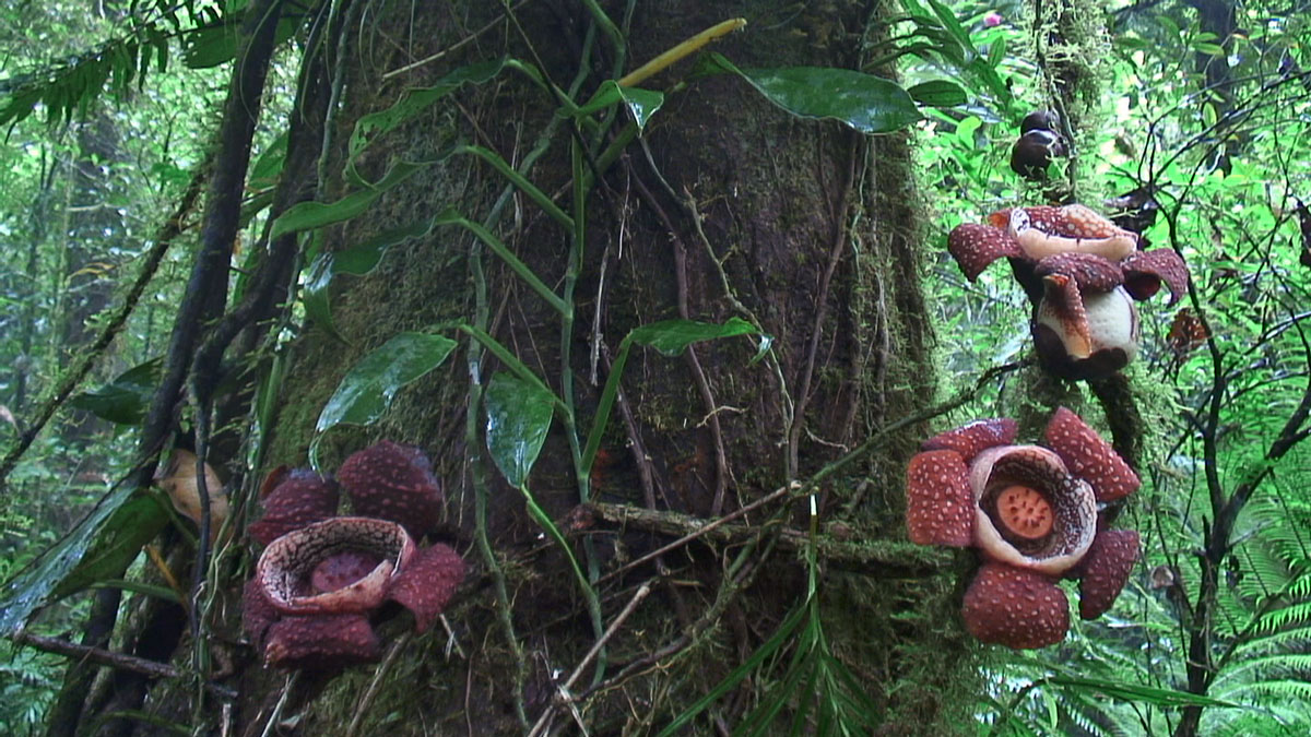 Rafflesia: Rafflesia: The Stinkiest Parasitic Queen