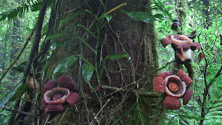 Rafflesia: Rafflesia: The Stinkiest Parasitic Queen