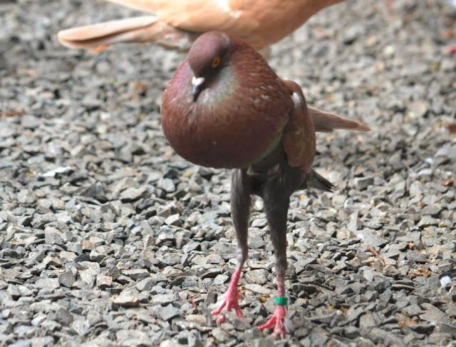 World of Pigeons and Doves: Brunner Pouter ( Brünner Kröpfer )