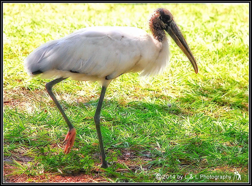 The Villages (Florida) Photos: Wood stork ...