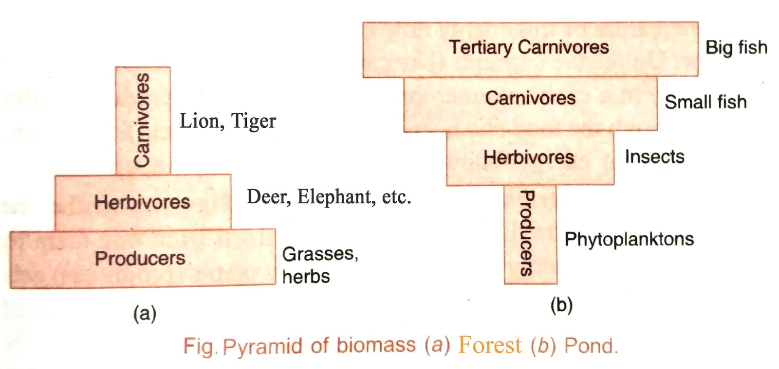 ECOLOGICAL PYRAMIDS ECOLOGICAL PYRAMIDS