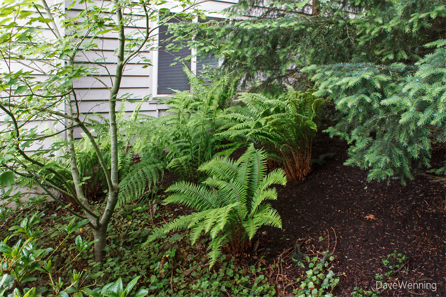 Native Plant Gardening: Ferns