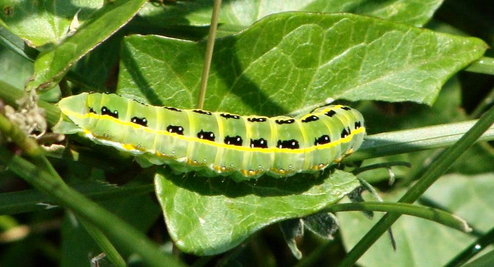 Sword grass moth | Project Noah