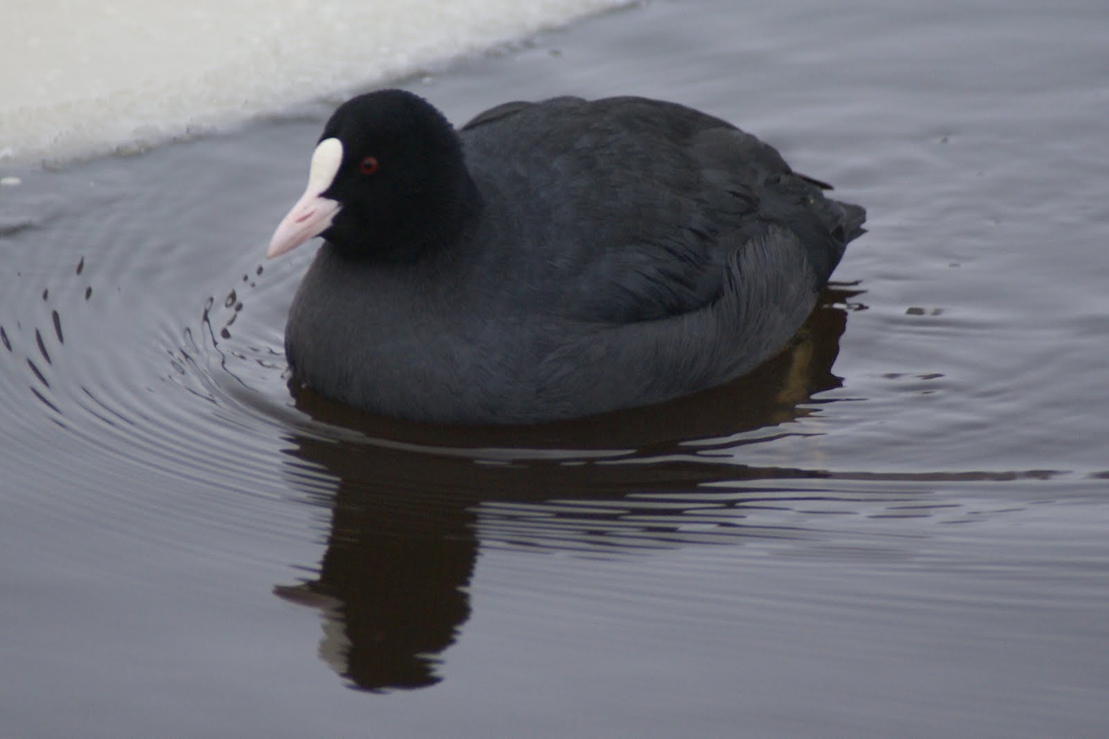 Vogels: Koeten, Rallen en Waterhoentjes