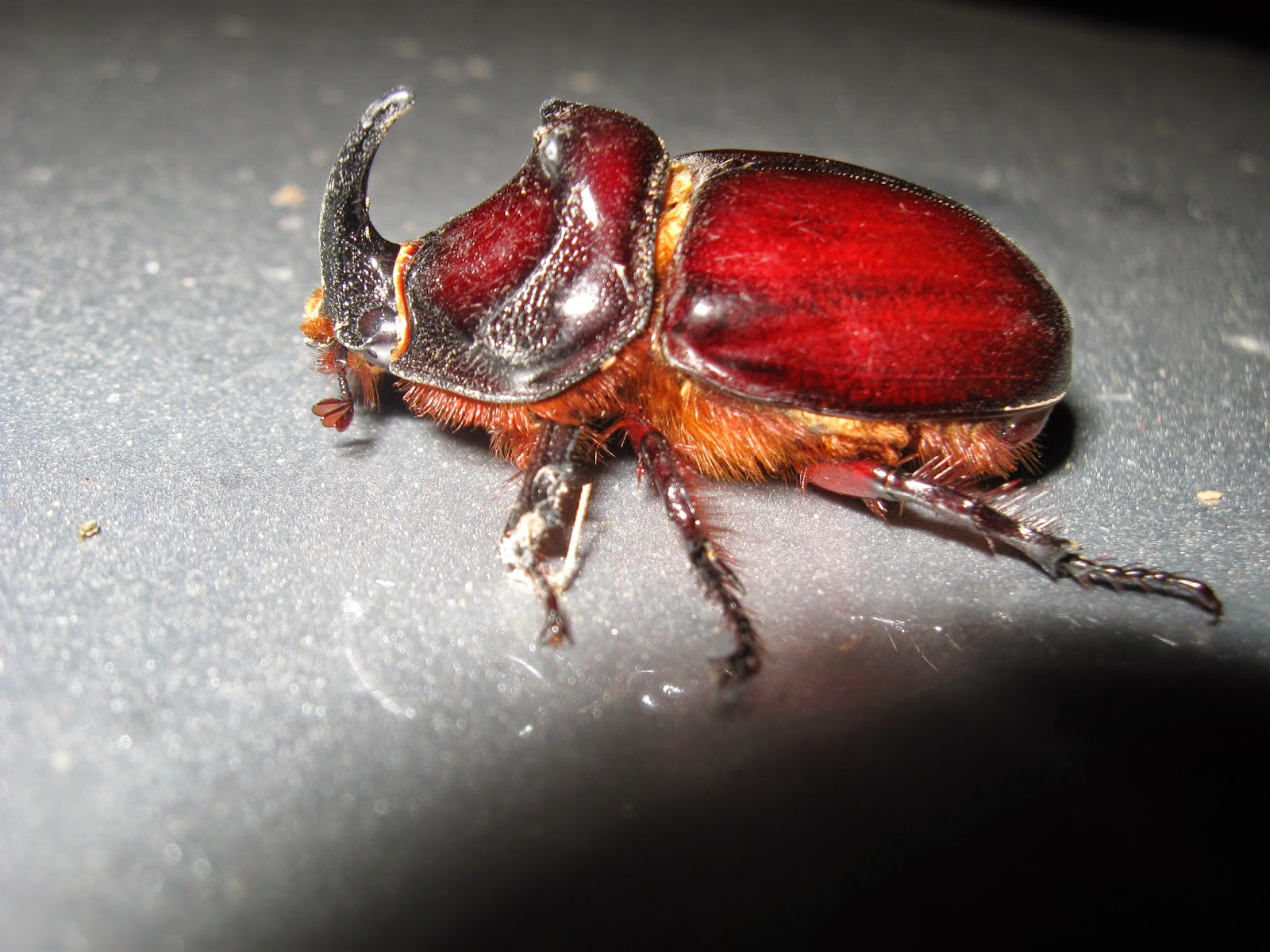 ultimul anotimp...: - miercurea fără cuvinte ( 129 ): cărăbușul rinocer ...