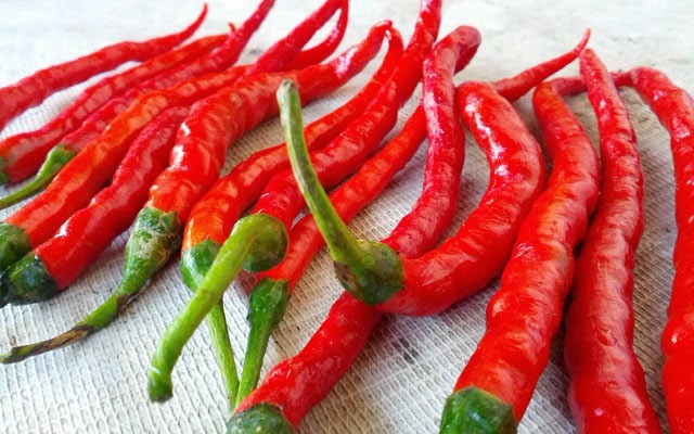 How to grow chillies in a polybag | Viva La Vida