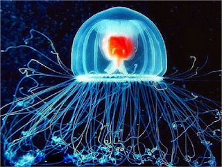 Turritopsis dohrnii - Nathania Santoso
