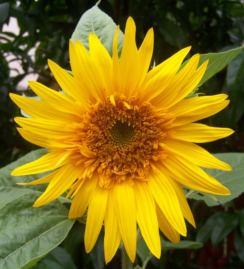 The 2 Minute Gardener: Photo - Sunflower (Helianthus annus)