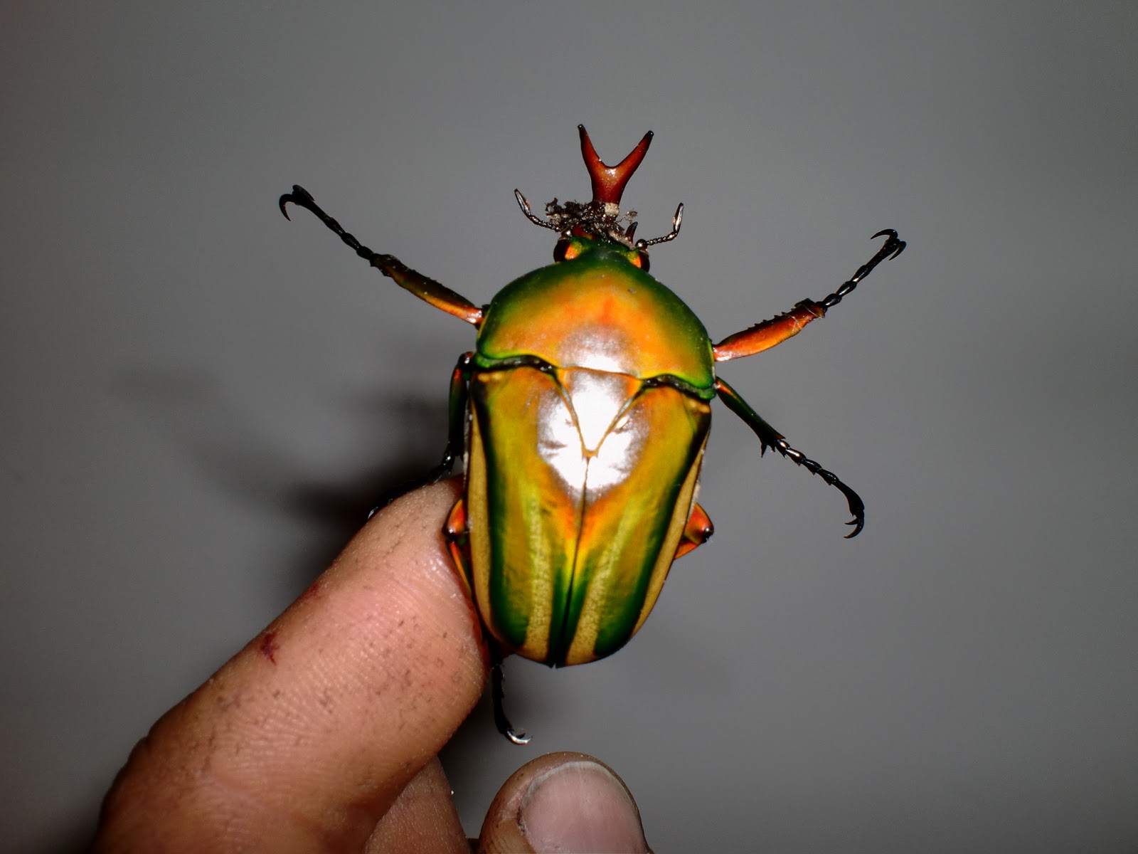 INSECT PLANET: Coleotteri