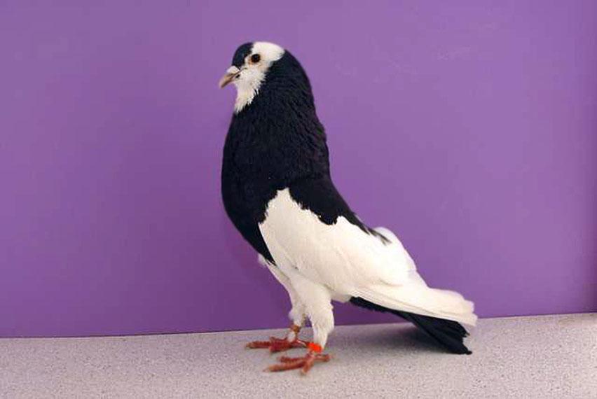 American Bohemian Pouter - Pigeons fall