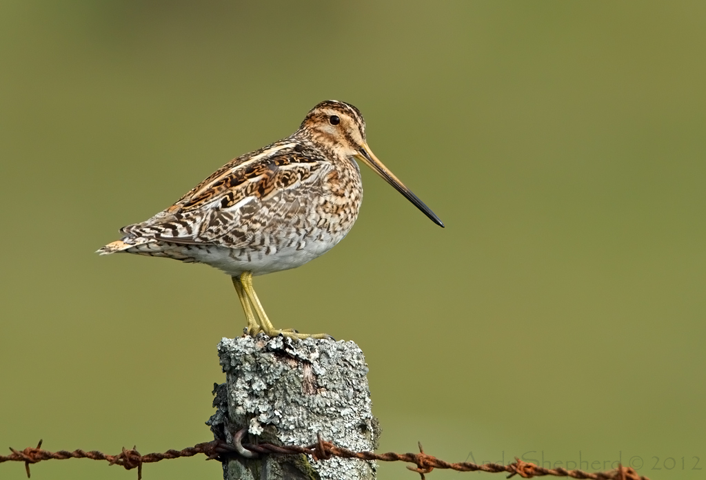 Andy Shepherd Wildlife Photography: Common Snipe