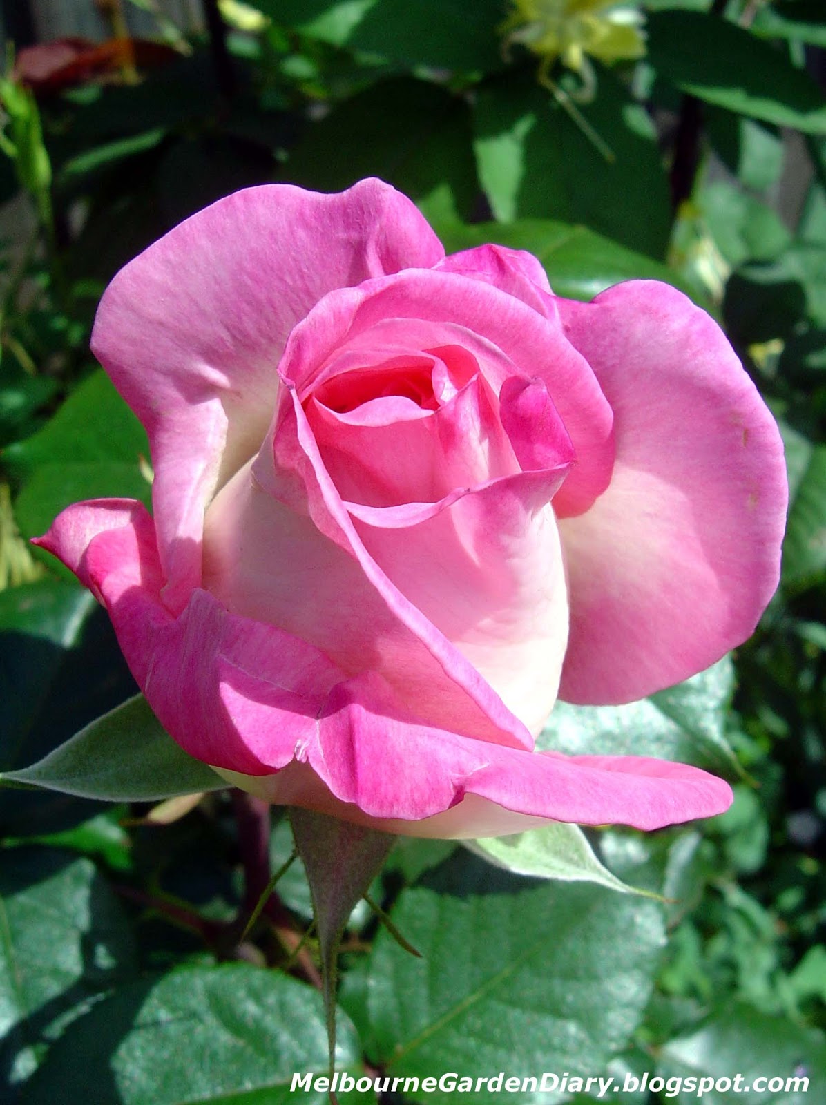 Melbourne Garden Diary: Princess of Monaco Rose