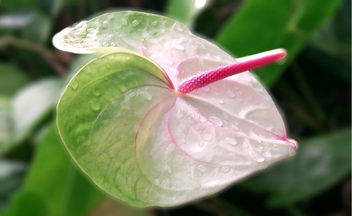 ANTORYUM (ANTHURİUM) BAKIMI | Çiçek Bakımı, Çiçek Çeşitleri, Çiçek ...
