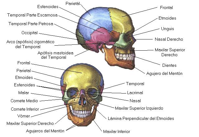 ANATOMIA
