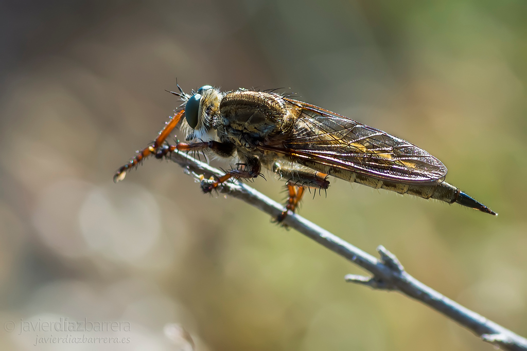 Bichos y plantas de León: Asilidae