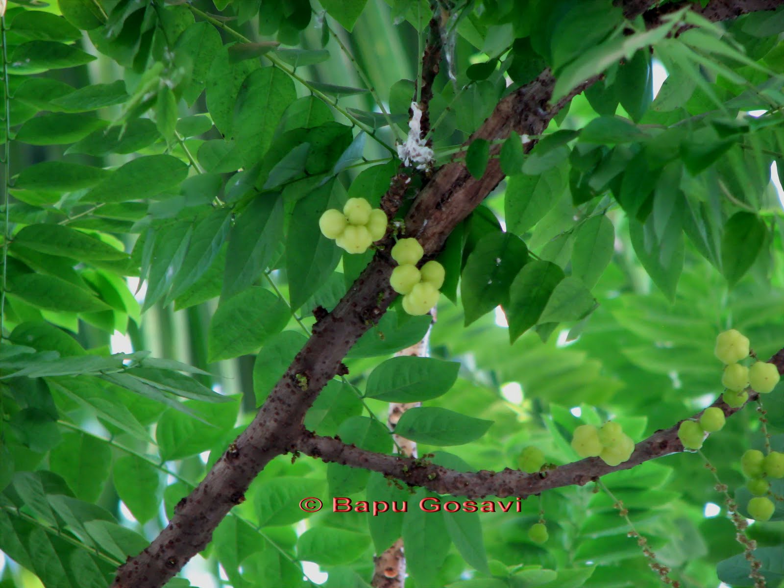 Cicca acida, Rai-avla, Mor avla, chota avla | Flowering Plants and Pictures