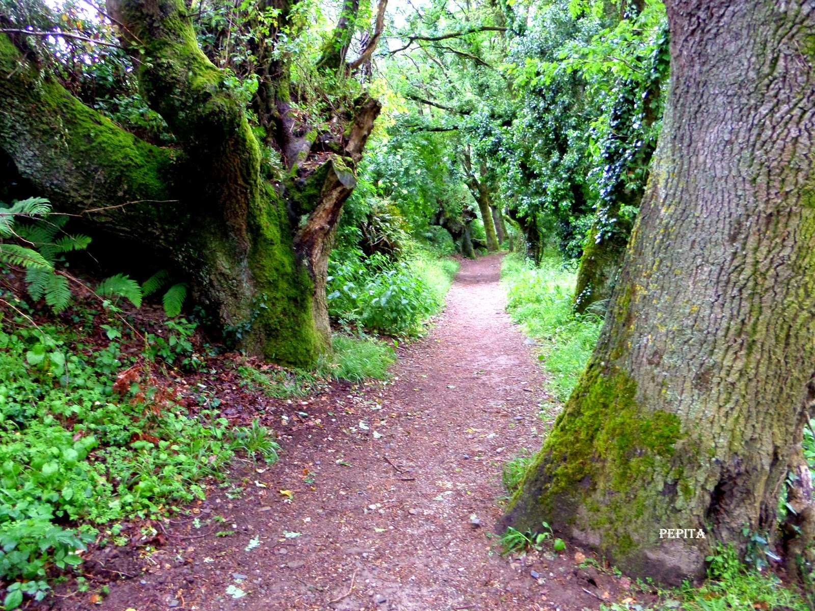 Fotografiando Cumbres: Camino de Santiago "2014"