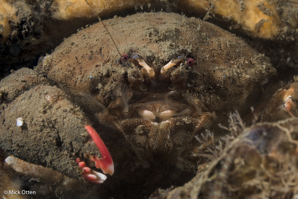 Mick's marine biology: At last and unexpected: the Sponge crab, Dromia ...