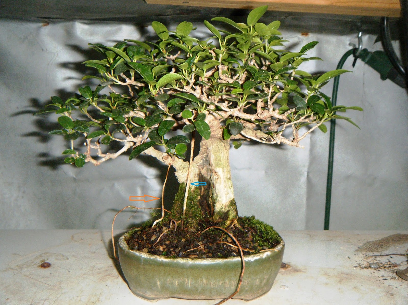 Bonsai in Hoosierland: More Aerial Roots!