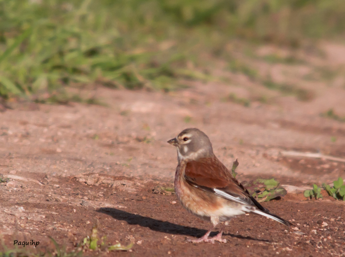 Paqui.blog de naturaleza: PARDILLO COMÚN