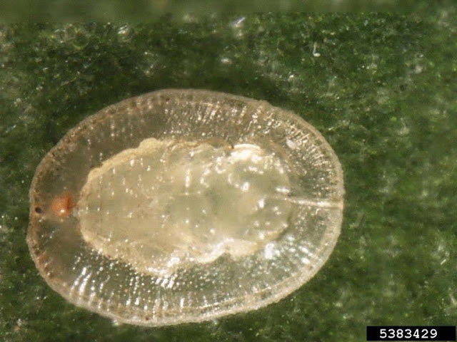 INSECTOS DE P.R. In Memoriam Dr Luis F Martorell y Dr Alain Liogier ,DR ...