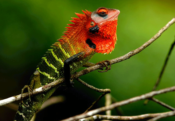 Travel with me: Sinharaja Rain Forest