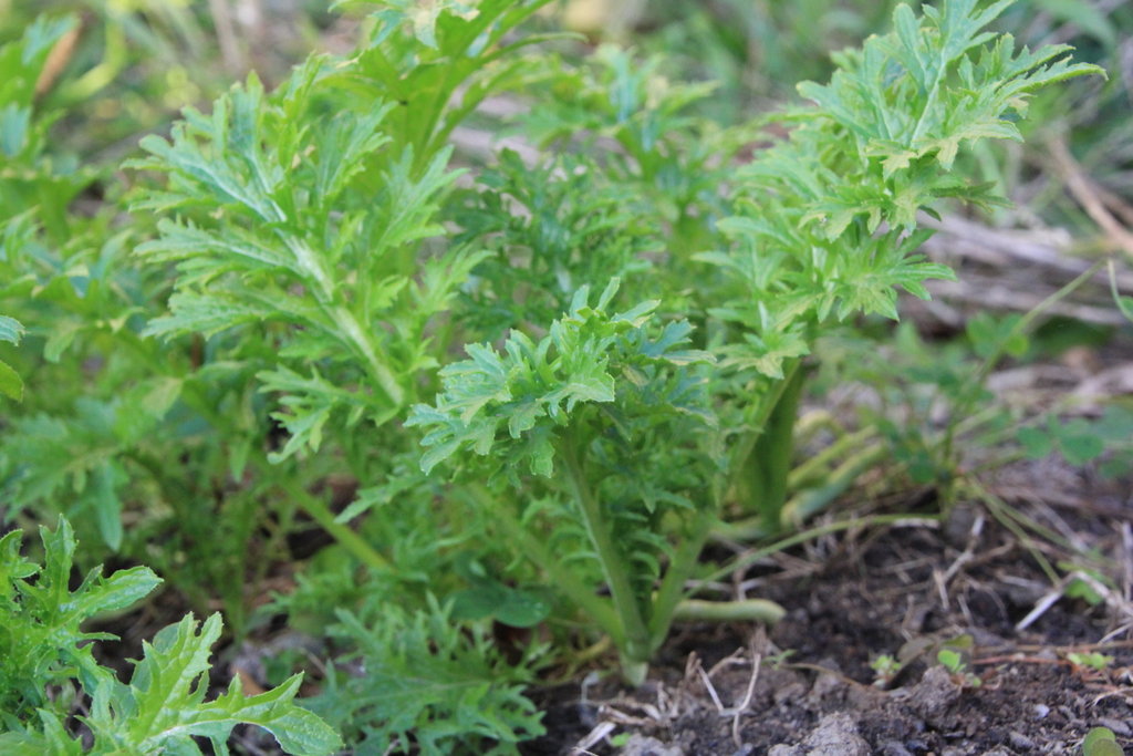 Seminte si plante de gradina hobby: Mustar oriental Wasabi-na