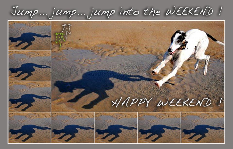 Welkom op het blog van Galgo Aid Europe: Jump into the weekend