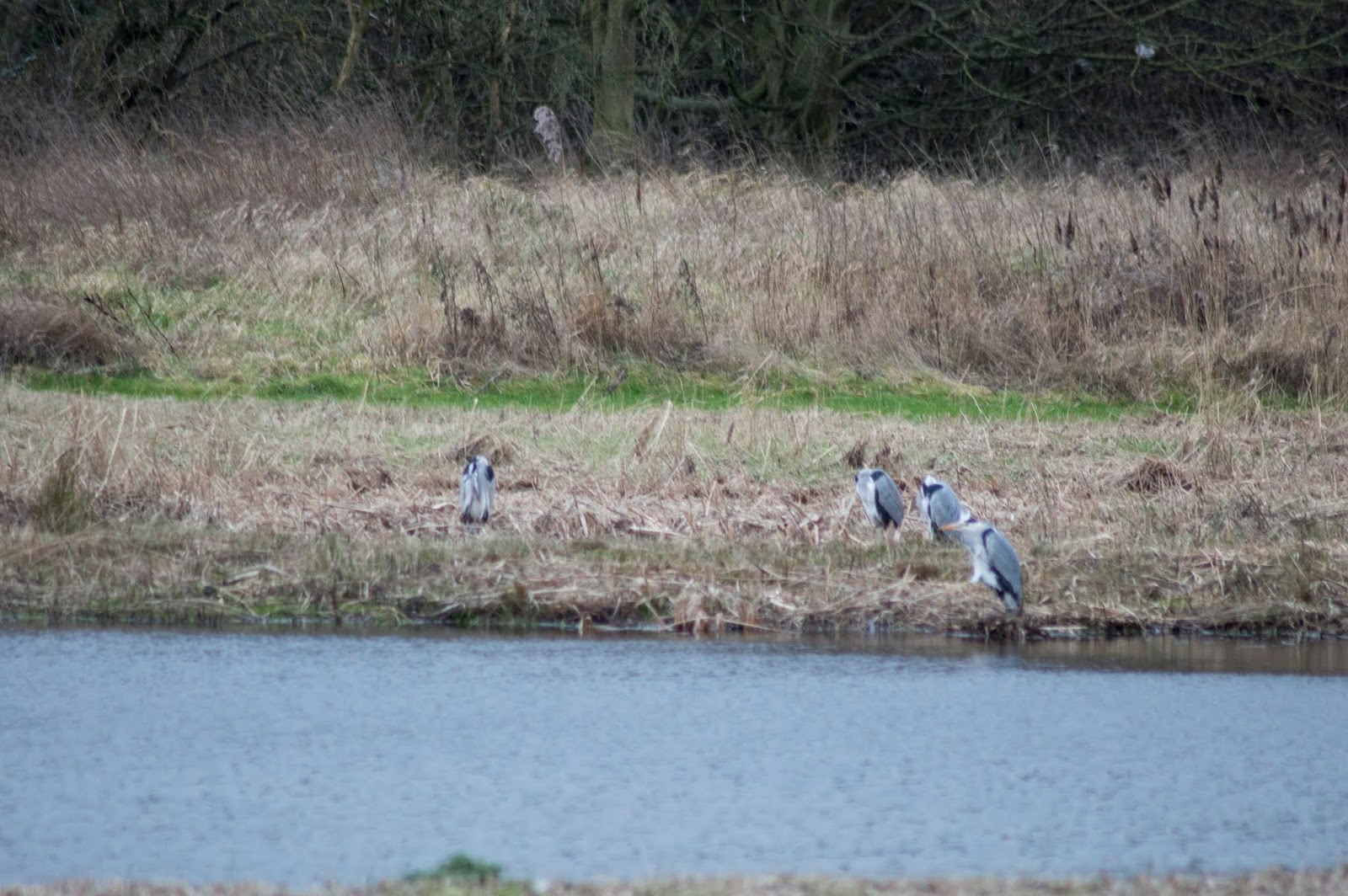 Pam's Place: Rodley Nature Reserve
