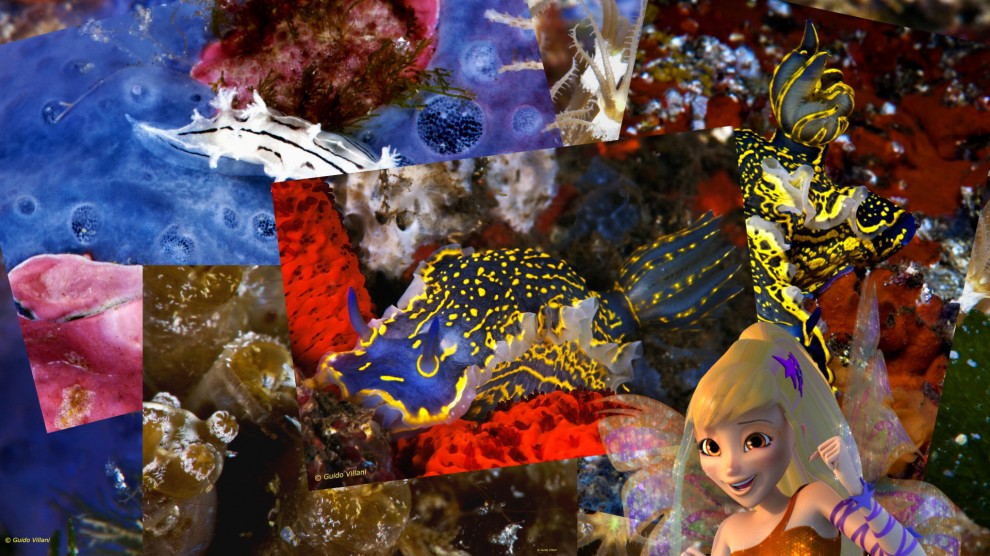 ¡El Winx Club Sirenix 3D visita la fauna marina de la Tierra! - Winx ...